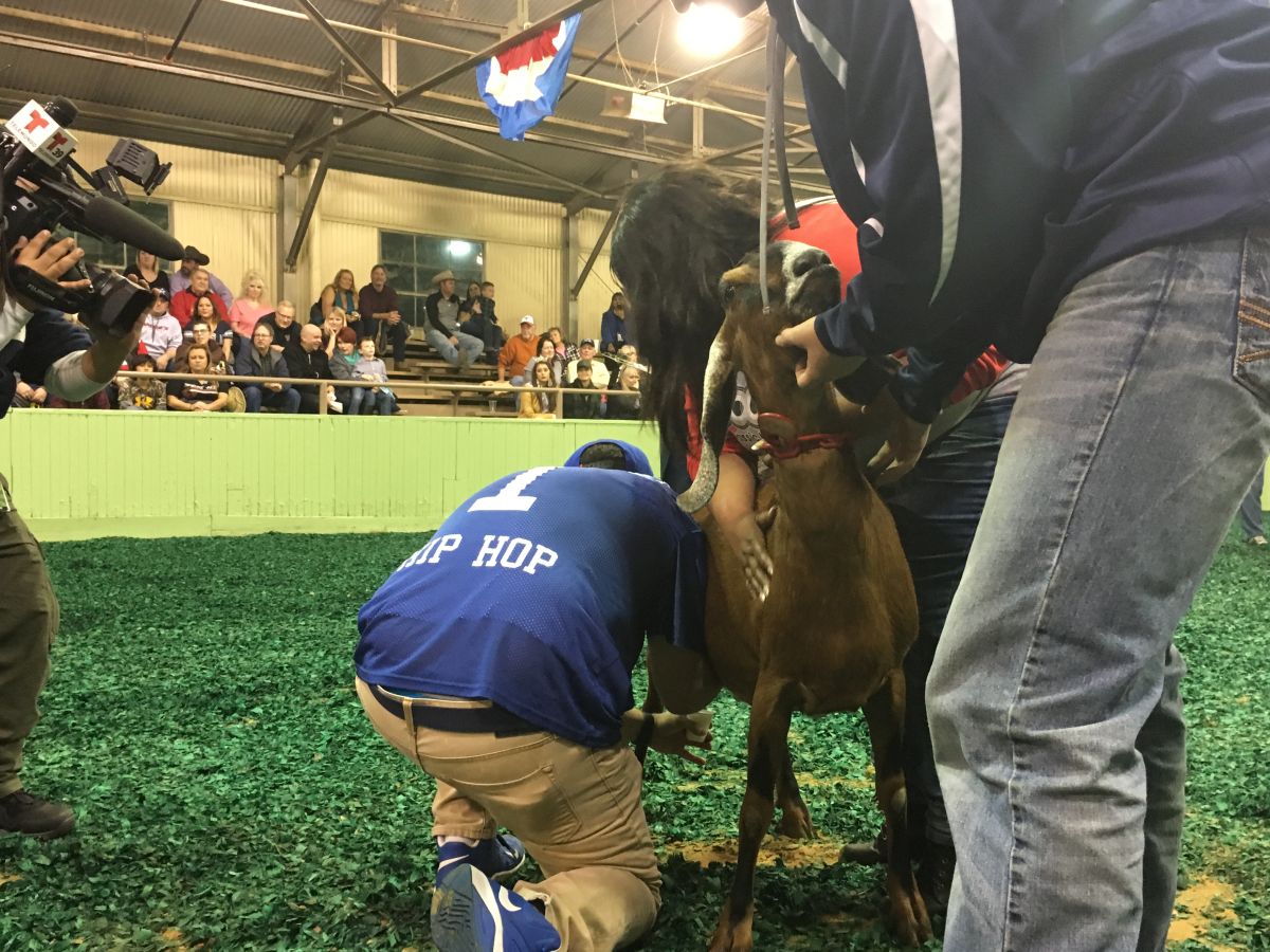 97.9 The Beat 1st Place in Goat Milking Contest | 97.9 The Beat
