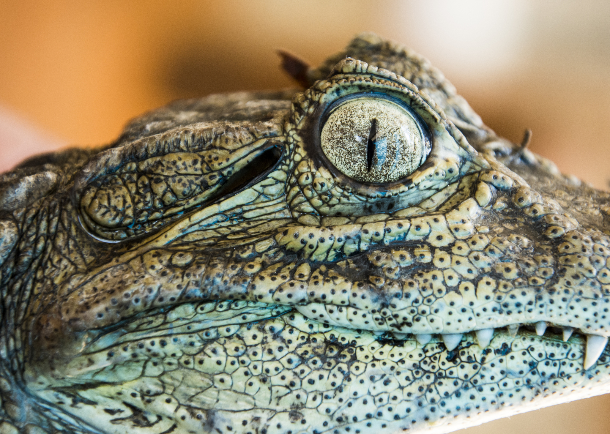 20 Freaky Looking Animals That Are Actually Real [VIDEO]