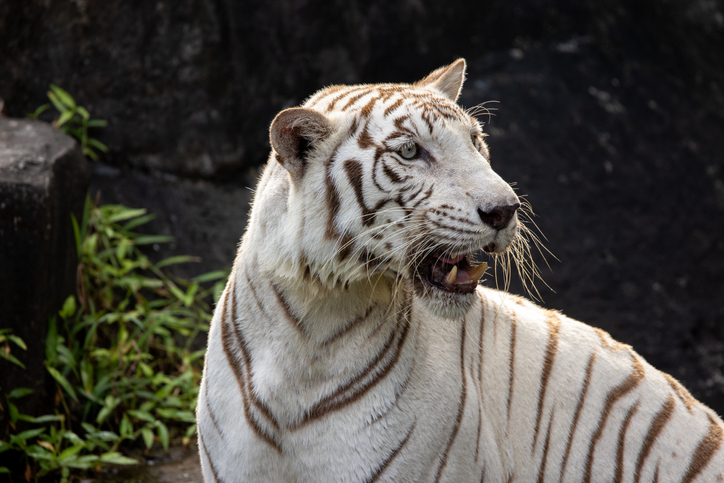 Exotic Tiger Spotted in Texas Neighborhood