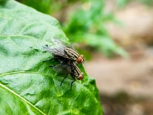 A Flesh-Eating Fly Has Texas on High Alert